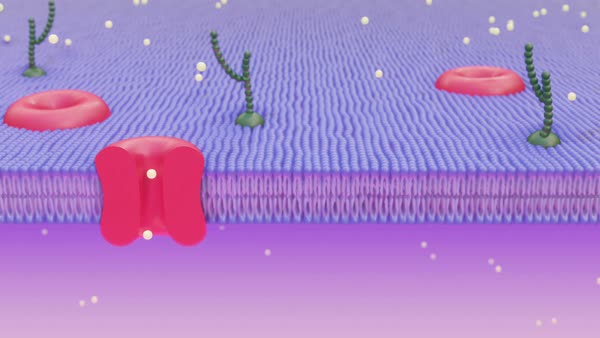 Cell membrane, illustration - 4K Rights-managed Stock Video Footage ...