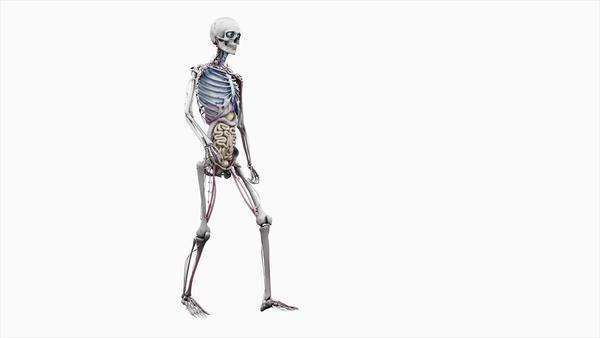 Computer animation of the male body walking showing internal organs, on ...