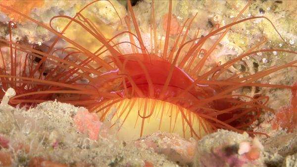 Flashing display of an electric clam (Ctenoides ales). - HD Rights ...
