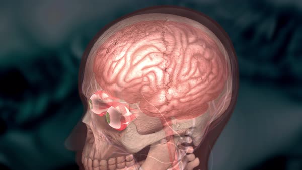 Eyes and eye muscles, animation - 4K Rights-managed Stock Video Footage ...