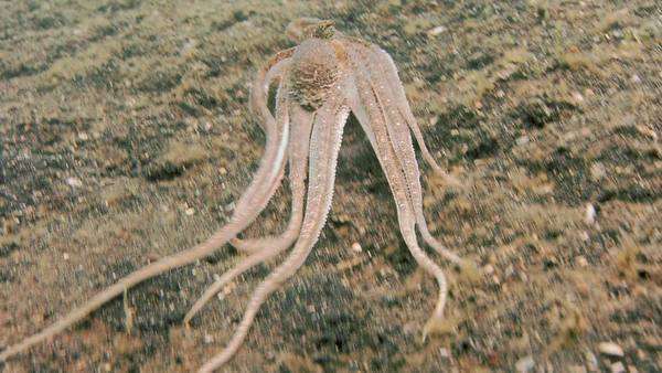 Brown mimic (Octopus sp.), a long-armed octopus. Filmed in the Lembeh ...
