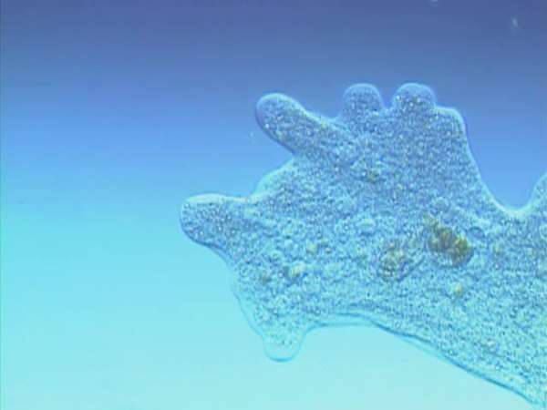 Chaos carolinensis, a large amoeba, extends multiple pseudopodia filled ...