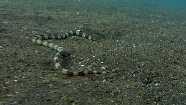 Banded snake eel (Myrichthys colubrinus) hunting over the seabed ...