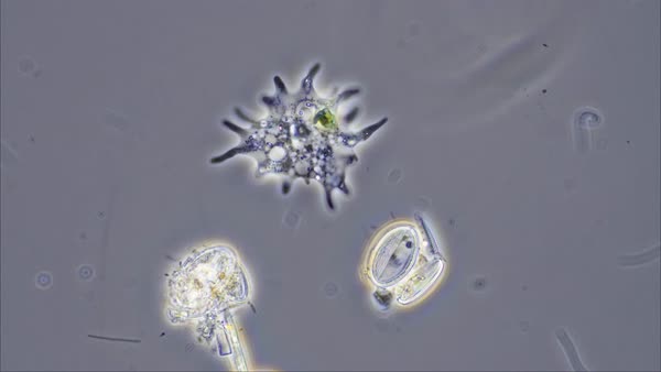 Amoeba locomotion, timelapse light microscopy - 4K Rights-managed Stock ...