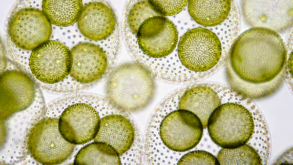 Volvox colonies, microscopy - 4K Rights-managed Stock Video Footage ...