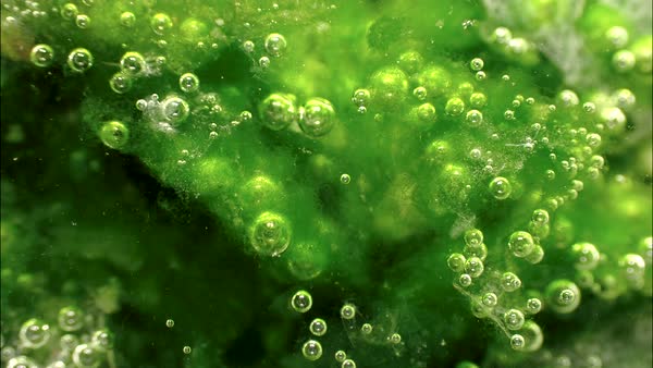 Photosynthesis in algal mat, timelapse - 4K Rights-managed Stock Video ...
