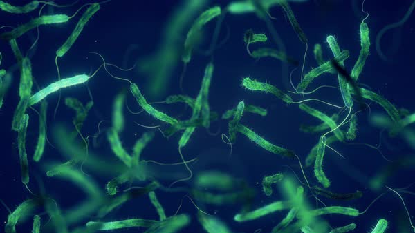 Vibrio cholerae bacteria, animation - Stock Video Footage - Dissolve