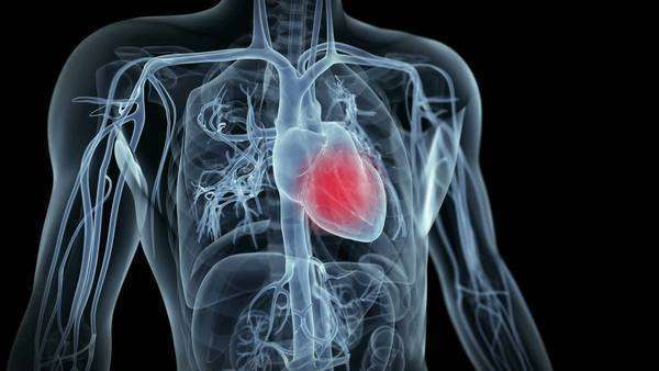 Human heart, animation. The heartbeat pumps blood to the rest of the ...