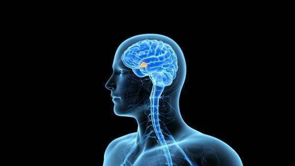 Human brain showing the hypothalamus, animation. - Stock Video Footage ...