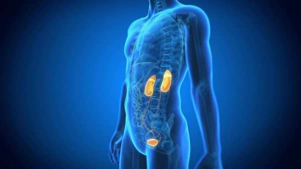 Human urinary system, animation. The paired kidneys filter the blood ...