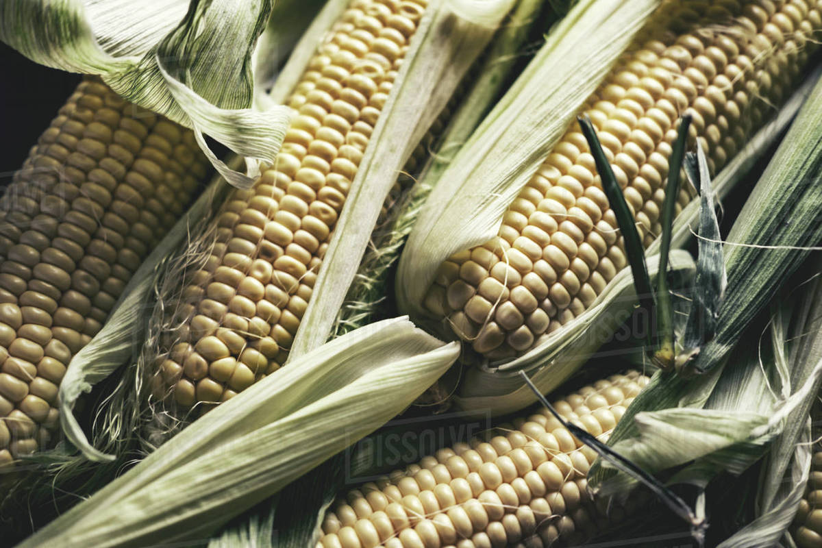 Ripe corn, top view. corn close up. - Royalty-free Stock Photo | Dissolve