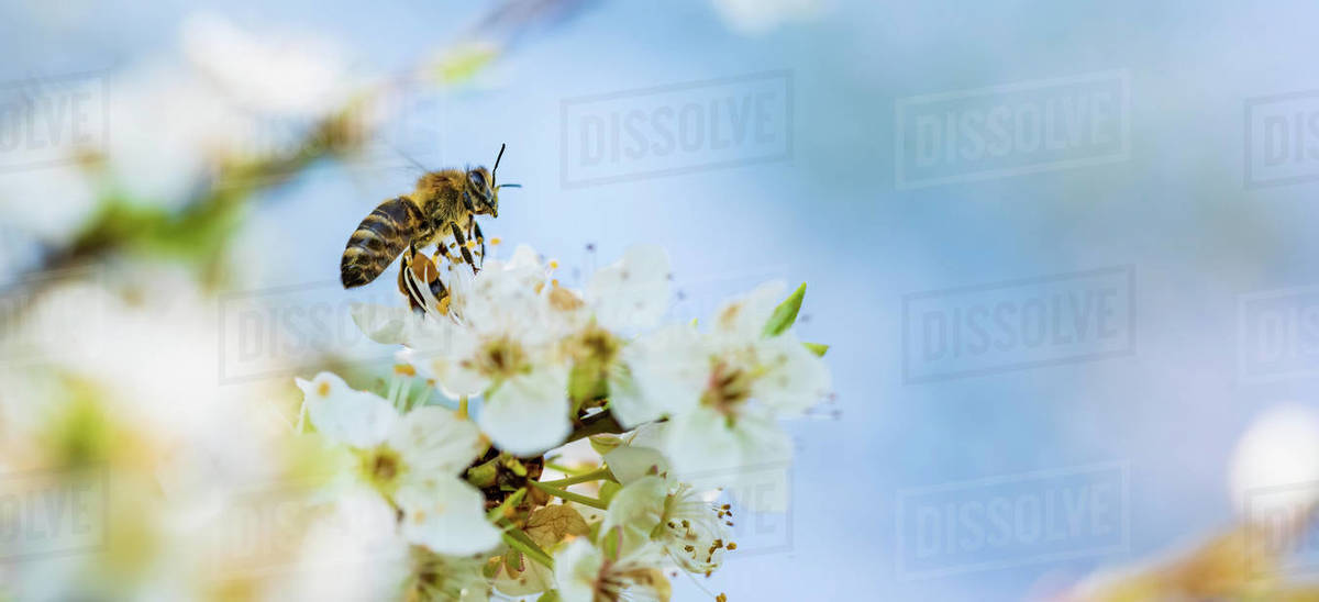 Close-up photo of a Honey Bee gathering nectar and spreading pollen on ...