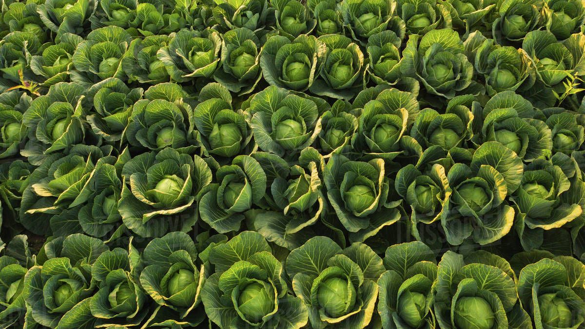 Sunset over a field of cabbage aerial view from above. Agriculture ...