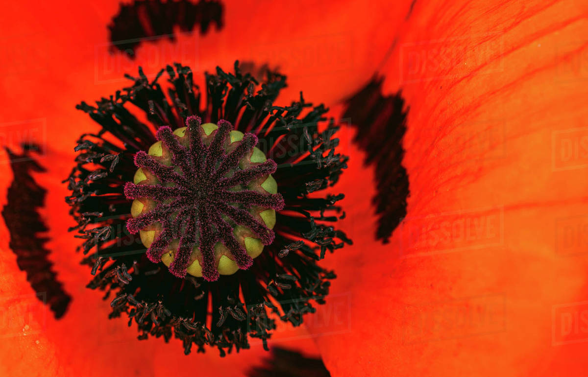 Beautifull vibrant huge poppy flower. Close up of details. Poppy flower ...