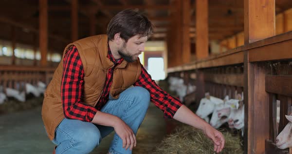 Close up man farmer giving fresh hay to goat standing barn stall. Farm ...