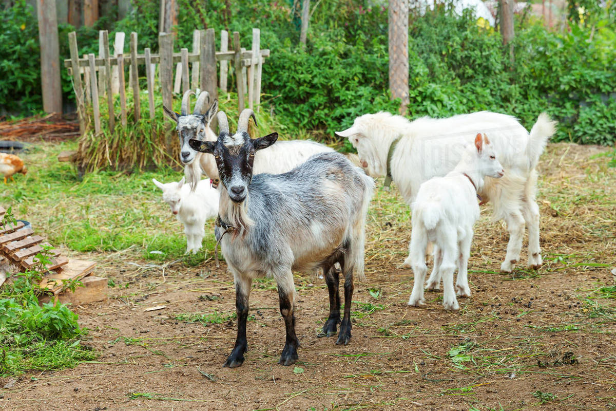 Cute chick goat relaxing in ranch farm in summer day. Domestic goats ...