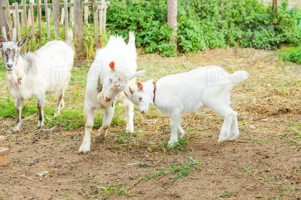Cute chick goat relaxing in ranch farm in summer day. Domestic goats ...