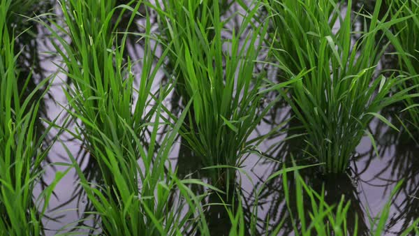 Background view new green field healthy rice in summer. - Stock Video ...