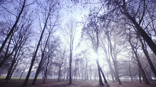 Walk through winter forest without snow low angle. Camera on gimbal ...