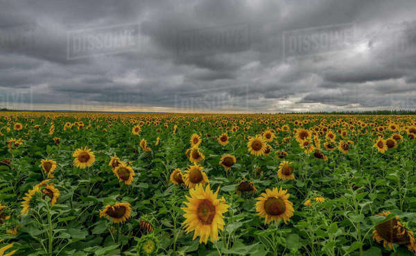 Sunflower field during the storm. - Royalty-free Stock Photo | Dissolve