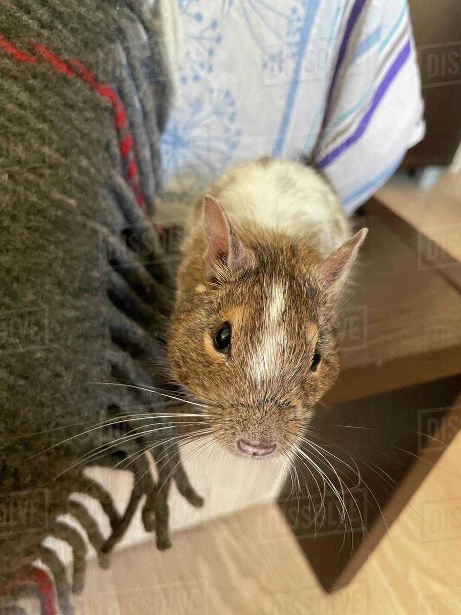 White spotted chilean squirrel degu walks on bedside table. Closeup ...