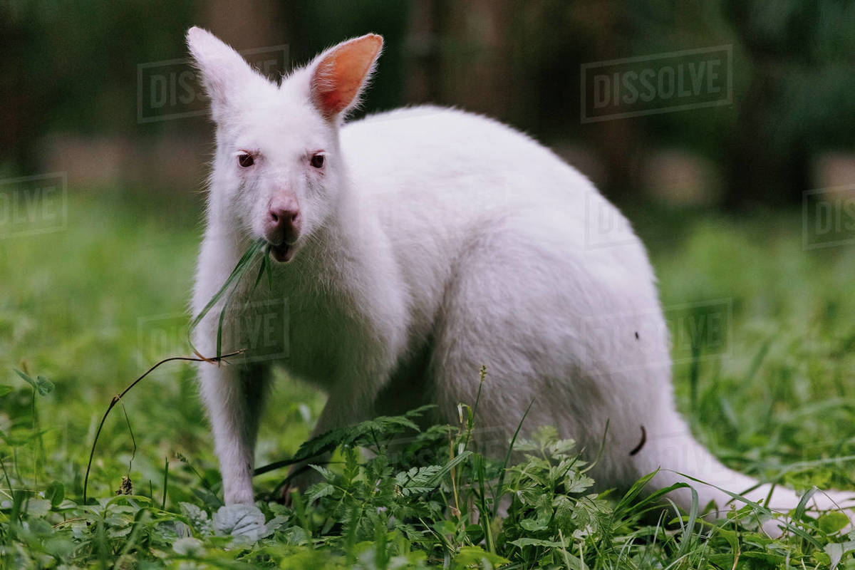 Australian red-necked albino wallaby eating green grass in park. Albino ...