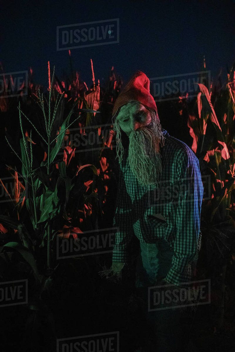 Walking dead zombie stands at the edge of a cornfield at night with red ...