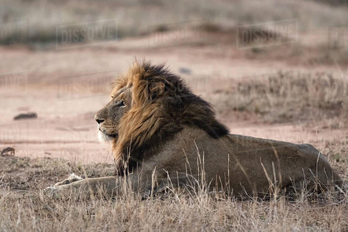 A resting lion looking out into the distance - Royalty-free Stock Photo ...