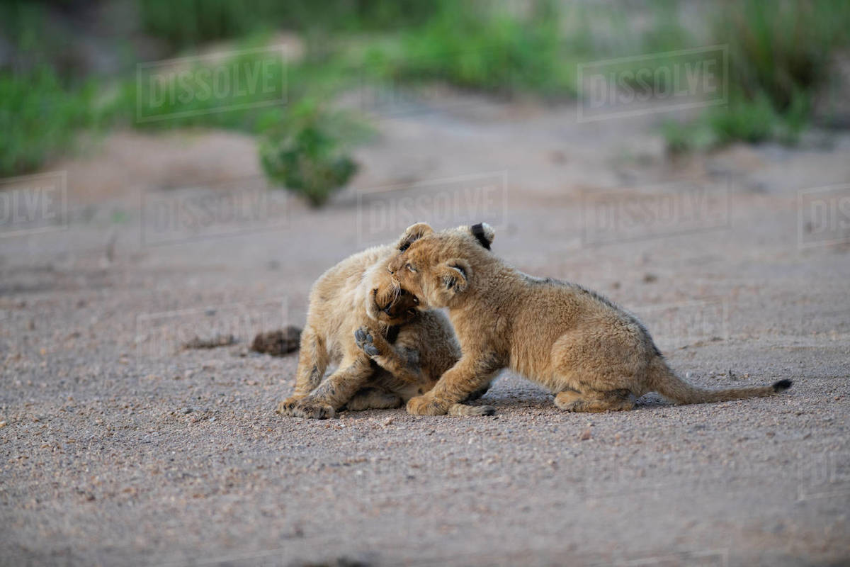 Lion cubs playing and biting each other at the Kruger National Park in ...