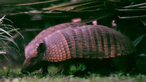 Close up of an armadillo - HD Royalty-free Stock Video Footage | Dissolve