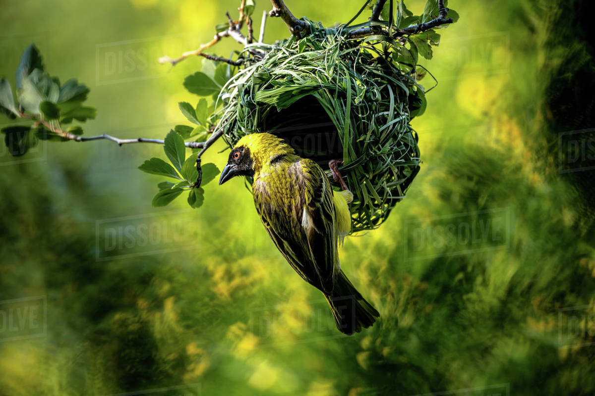 A southern masked weaver building a nest - Stock Photo - Dissolve