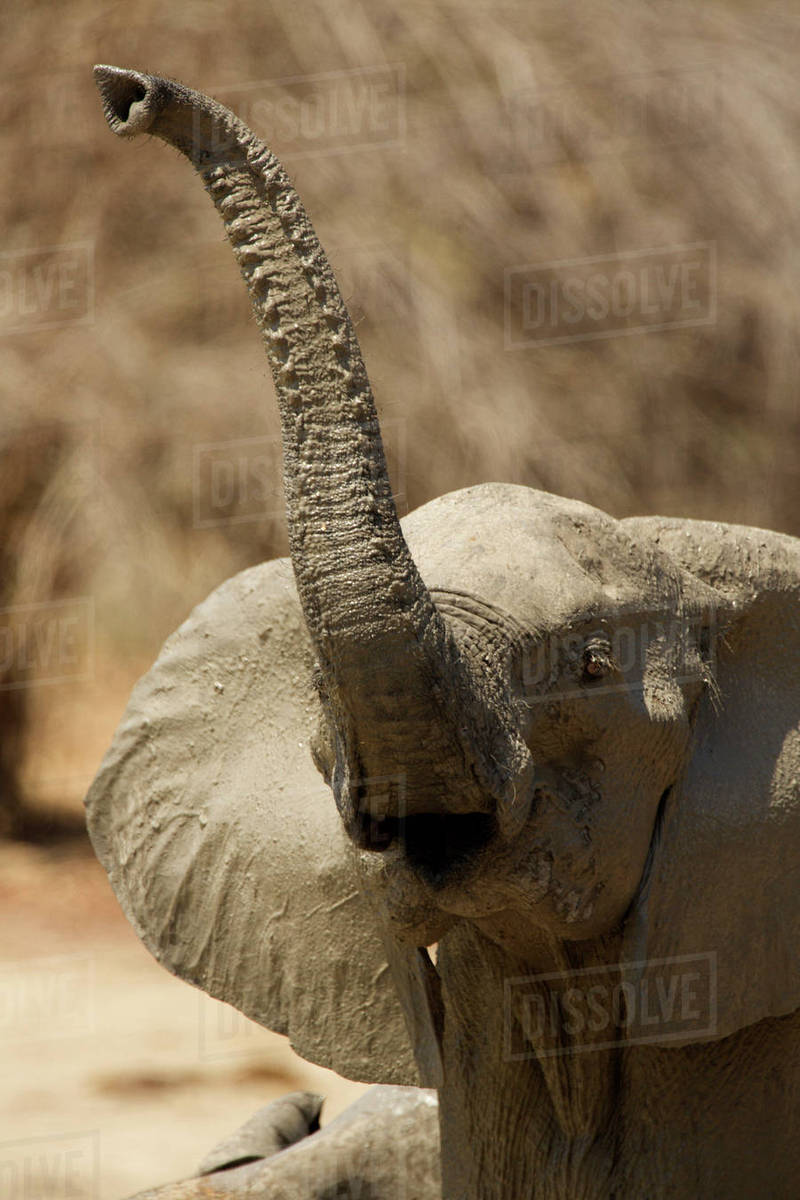 African elephant raising its trunk, Mana Pools, Zimbabwe - Royalty-free ...