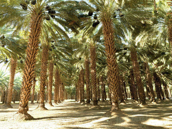 Klein Pella Date Farm - Stock Photo - Dissolve