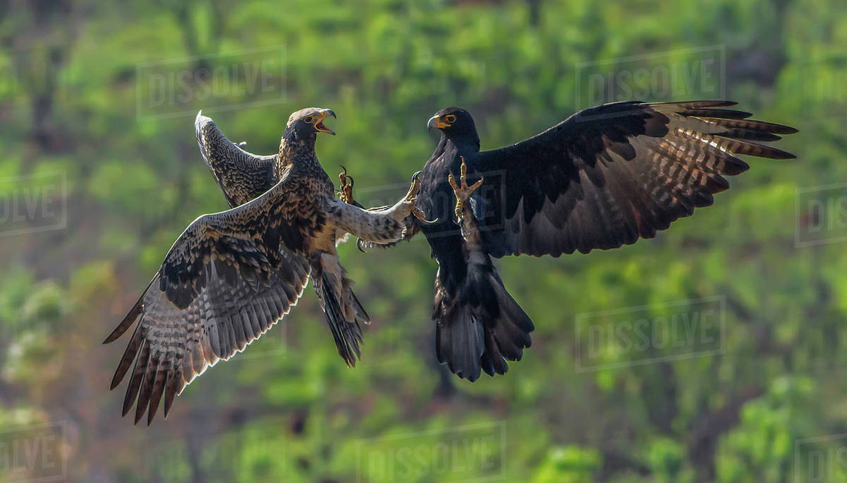 Ferocious aggression period of a black eagle chasing the fledgling from ...