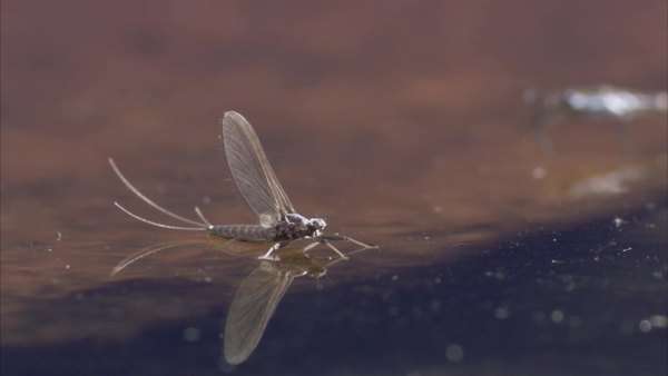 Close up of a water strider attacking a mayfly - Stock Video Footage ...
