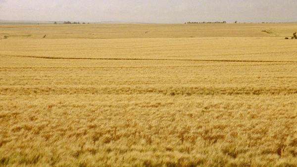 top shot swaying yellow wheat in wheatfields with vegetation and clouds ...