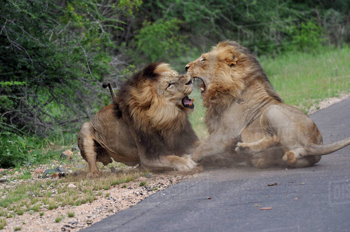 Brawling lions, Kruger National Park - Royalty-free Stock Photo | Dissolve