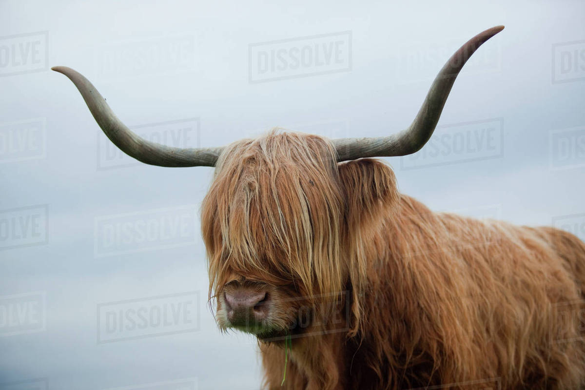 Highland cow with hair over its eColour - Royalty-free Stock Photo ...