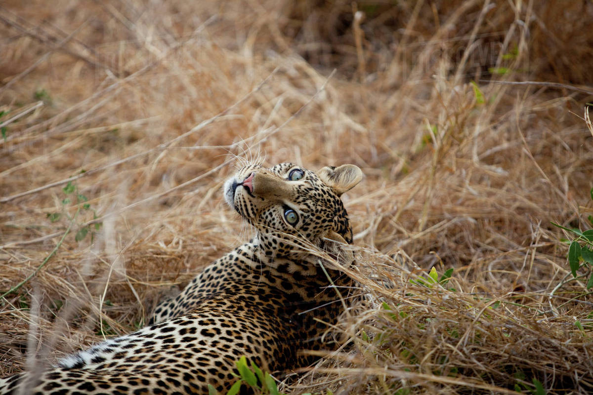 Leopard looking back over shoulder - Stock Photo - Dissolve