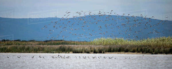 Birds of the Cape Agulhas National Park - Stock Photo - Dissolve
