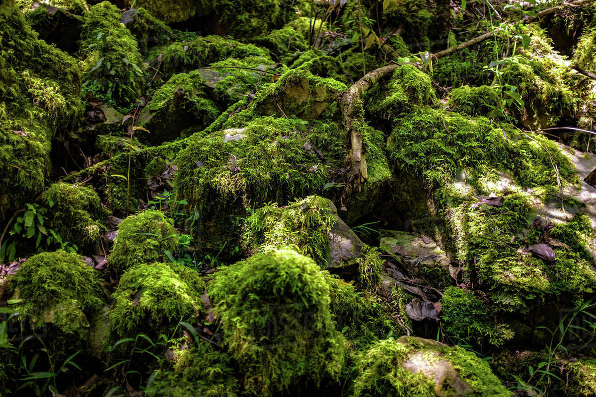 Moss grows on rocks near the Berlin Waterfall near Dullstroom village ...