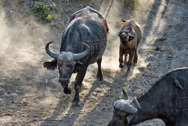 Female African buffalo with calf walking down a dusty slope - Royalty ...