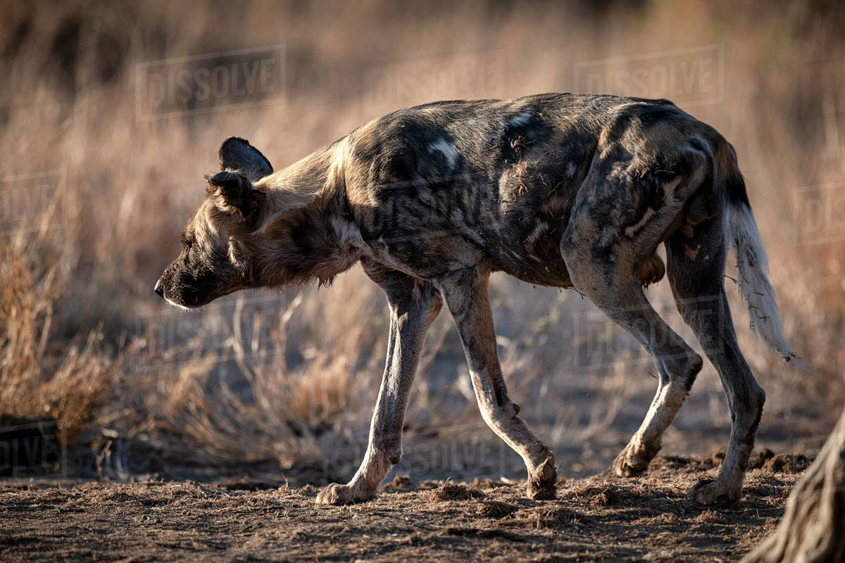 Male African wild dog walking - Stock Photo - Dissolve