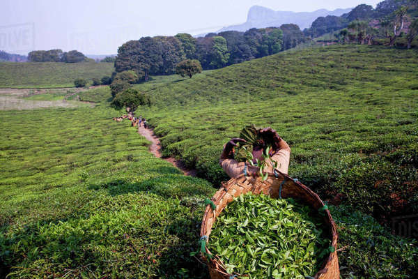 Overview of a tea plantation in Malawi - Stock Photo - Dissolve