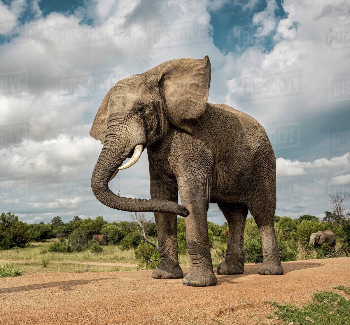 Portrait of an adult elephant in Bela Bela, Limpopo - Royalty-free ...