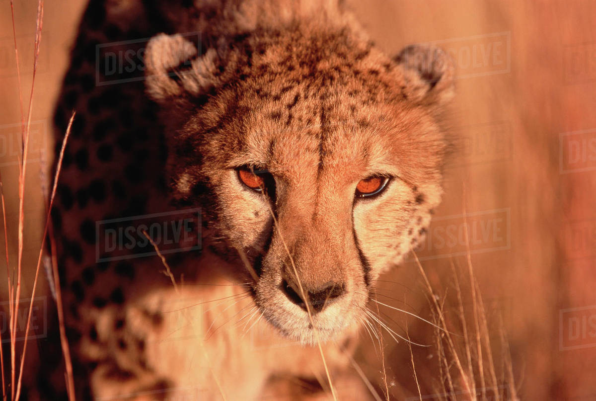 Portrait of Cheetah - Royalty-free Stock Photo | Dissolve