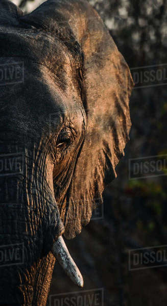 A close up of an elephant's face - Royalty-free Stock Photo | Dissolve