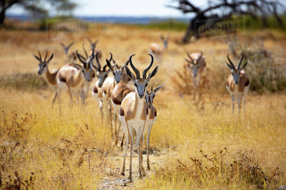 A herd of springbok standing on a grassy plain - Stock Photo - Dissolve
