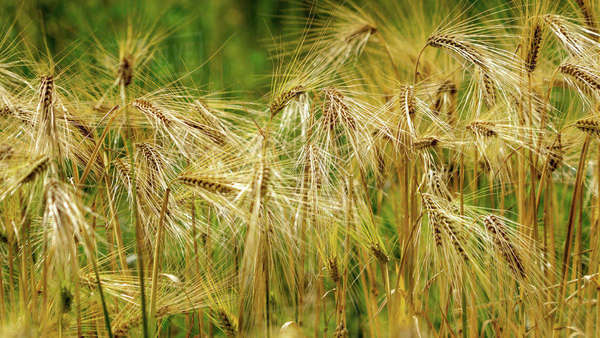 Bearded Barley nearly reaching the point of Harvest I in a field near ...