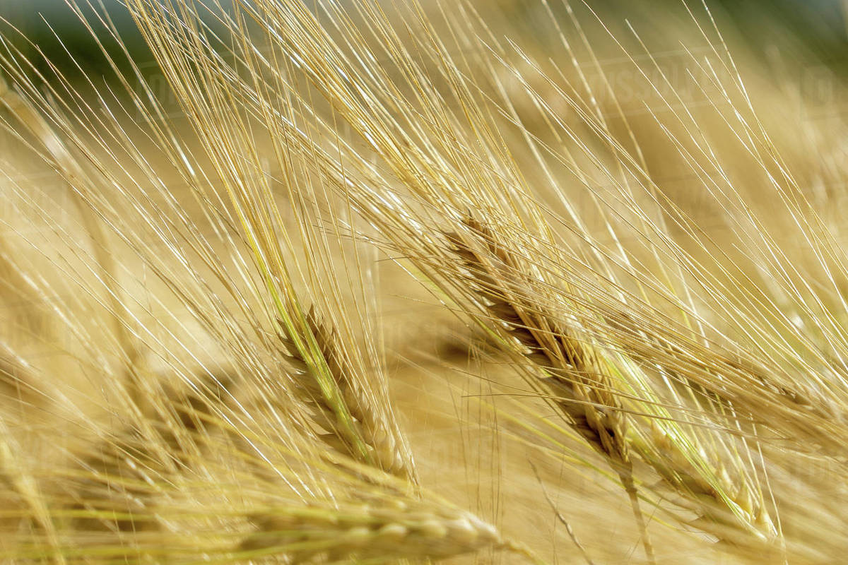 Bearded Barley nearly reaching the point of Harvest I in a field near ...